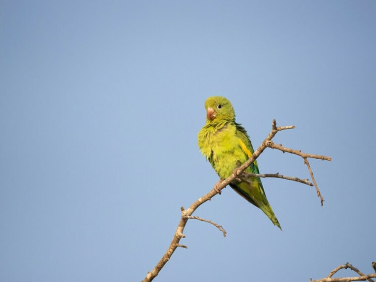 Yellow-Chevroned Parakeet: Pictures, Personality, Food & Care Guide ...