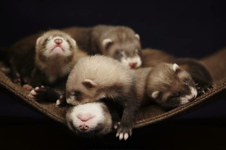 Do Ferrets Bite? Our Vet Identifies Reasons, Explanations & Provides ...
