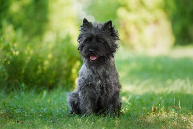 200+ Scottish Dog Names: Gaelic, Unique, Cute & Fun Ideas | Hepper Pet ...