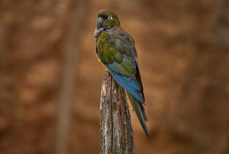 21 Types of Parrots: Info, Pictures & History | Hepper Pet Resources