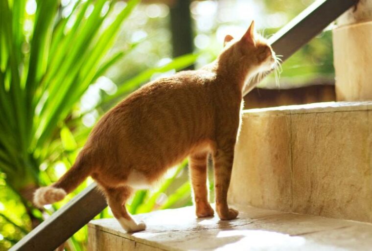 How to Care for a Tripod Cat: Tips & Health Advice | Hepper Pet Resources