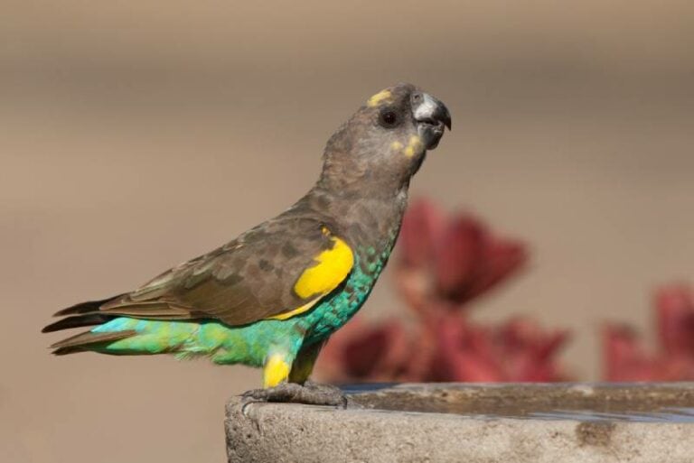 21 Types of Parrots: Info, Pictures & History | Hepper Pet Resources