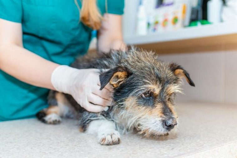 Can a Dog Live With Rabies? Facts, Symptoms, & FAQ | Hepper Pet Resources