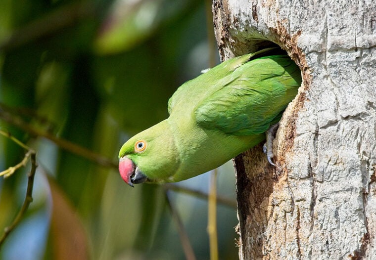 Rose-Ringed Parakeet: Pictures, Personality, Food & Care Guide | Hepper ...