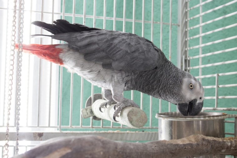 Can Parrots Eat Strawberries? Vet-Verified Nutrition Facts & FAQ ...
