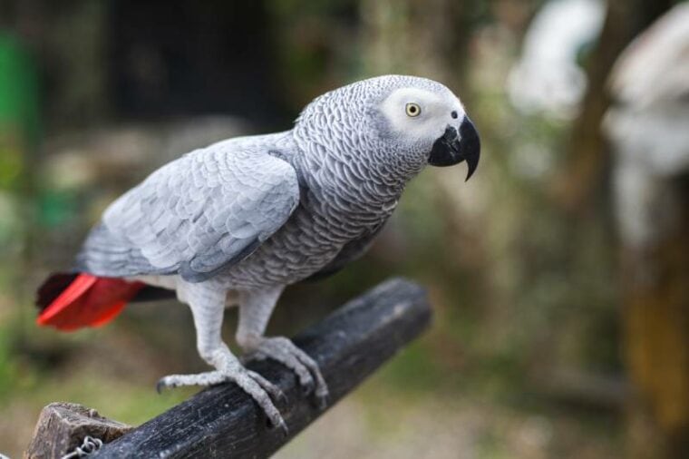 How Big Do Parrots Get? Average Size & Growth Chart (Vet-Verified ...