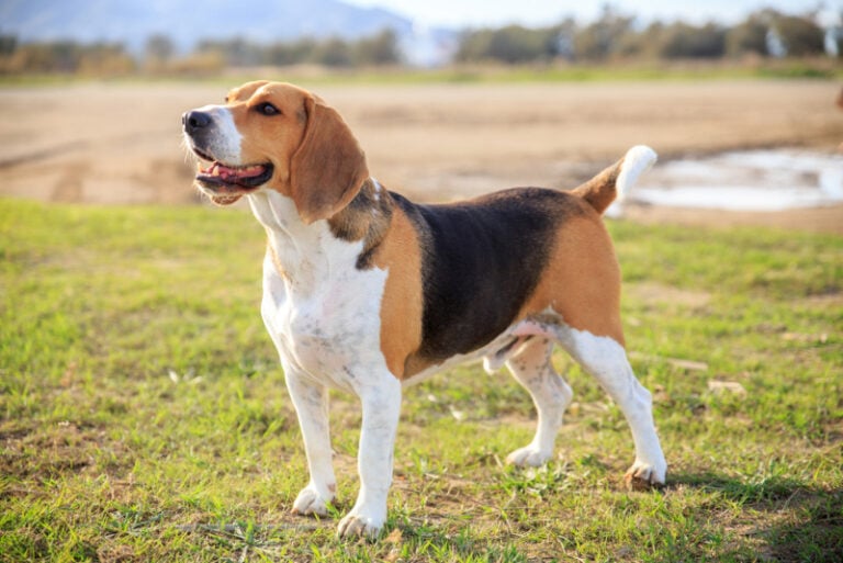 How to Train a Beagle to Hunt – 6 Effective Tips | Hepper Pet Resources