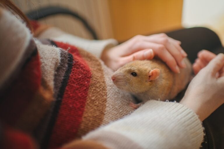 Hamsters vs Rats: Main Differences (With Pictures) | Hepper Pet Resources