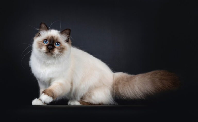 9 Birman Cat Colors (With Info & Pictures) | Hepper Pet Resources