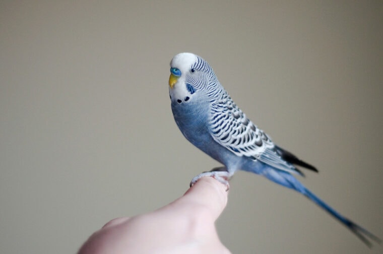 Blue Parakeet: Info, Pictures, Personality, Food & Care Guide (Vet ...