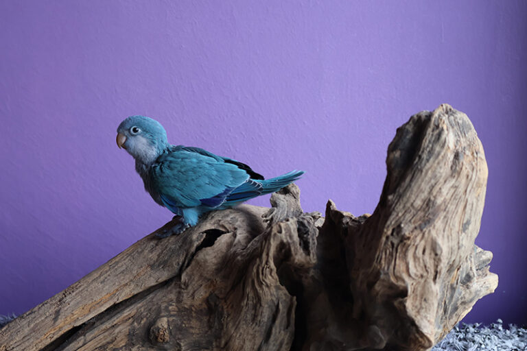 Monk Parakeet: Pictures, Personality, Diet, Care Guide & More | Hepper ...