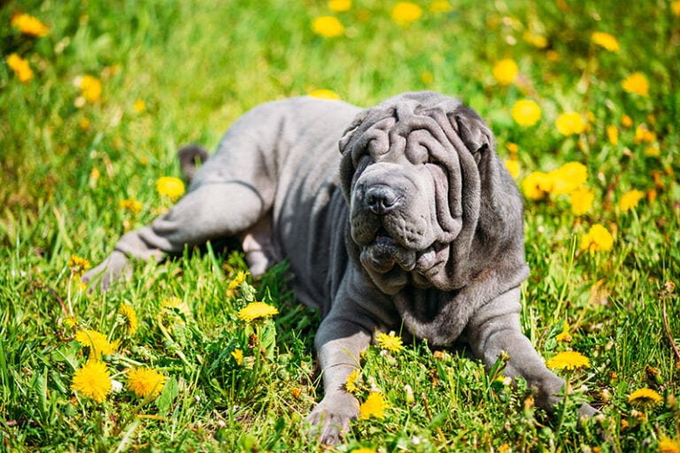 How Long Do Shar Pei Live? Average Lifespan, Data & Care (Vet-Approved ...
