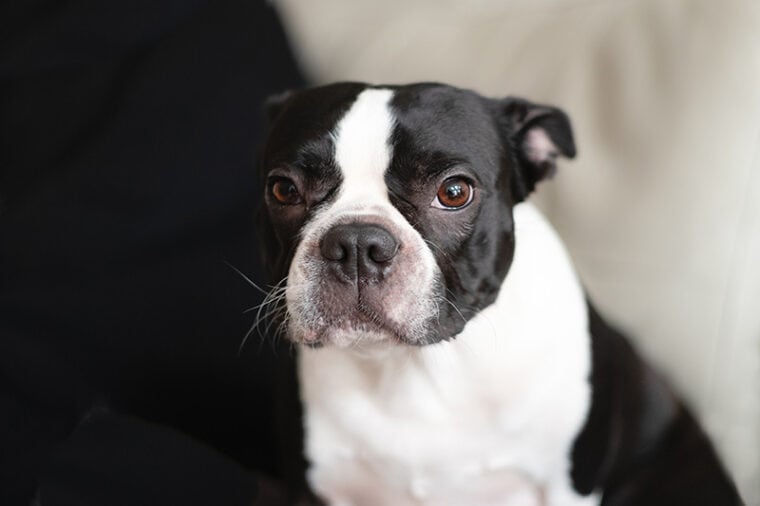 HEP Why Do Dogs Put Their Ears Back? 8 Vet-Verified Common Reasons ...