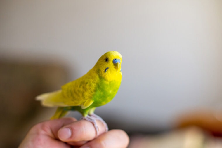 Can Parakeets Talk? Factors & Training Tips | Hepper Pet Resources