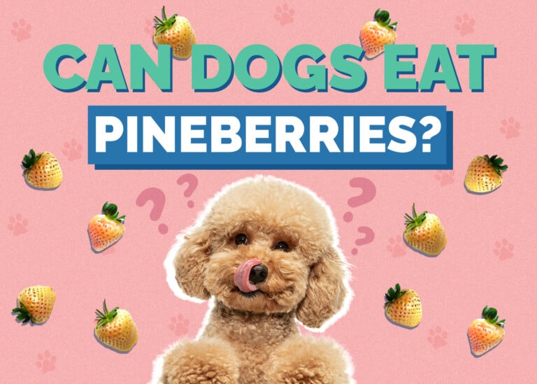 Can Dogs Eat Berries? Vet-Reviewed Nutrition Facts & Safety Guide ...