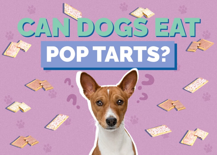 Can Dogs Eat Jam? Vet Reviewed Facts & FAQ | Hepper Pet Resources