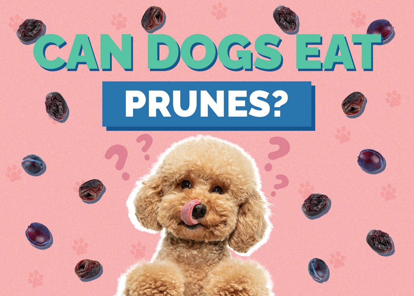 Can Dogs Eat Prunes? Vet-Approved Facts & Safety Guide | Hepper Pet ...