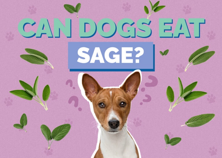 Can Dogs Eat Sage? Vet-Verified Facts & FAQ | Hepper Pet Resources