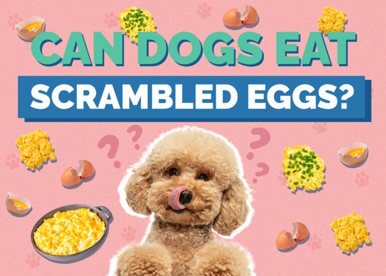 How to Cook Eggs for Dogs: 3 Vet-Approved Recipes & Safety Guide ...
