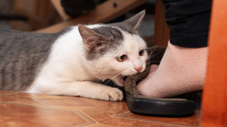 Why Does My Cat Bite My Ankles: 6 Vet-Reviewed Reasons | Hepper Pet ...