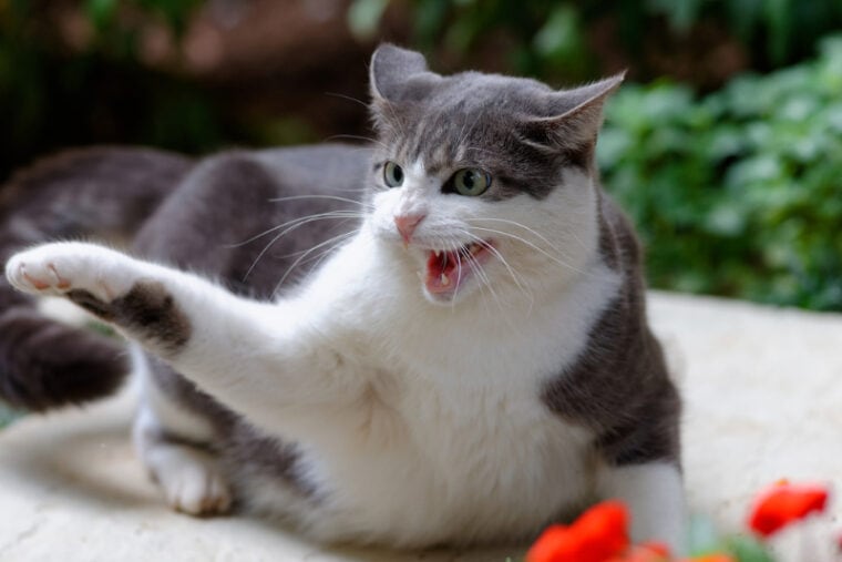 Why Do Mother Cats Attack Their Older Kittens? 7 Vet-Reviewed Reasons ...