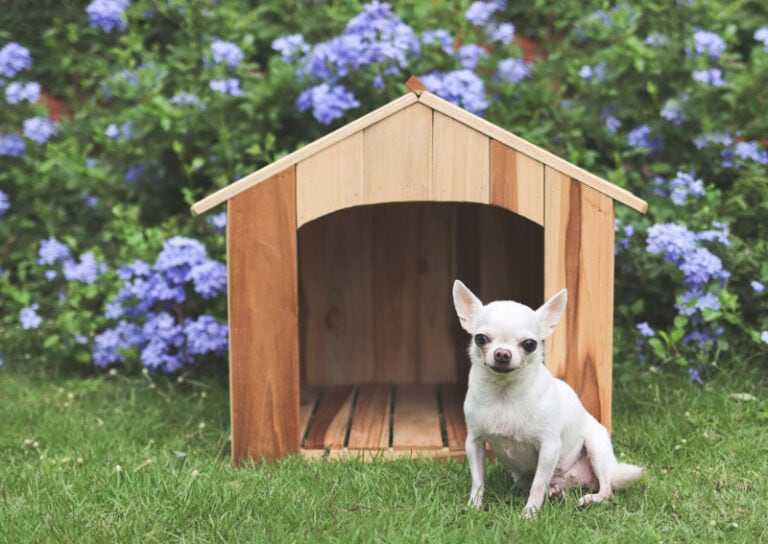 Dog House Sizing Guide: Details You Need to Know (With Infographic ...