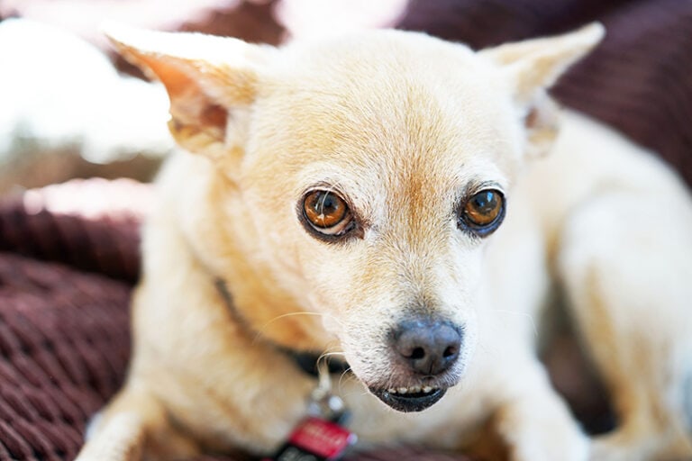 HEP Why Do Dogs Put Their Ears Back? 8 Vet-Verified Common Reasons ...