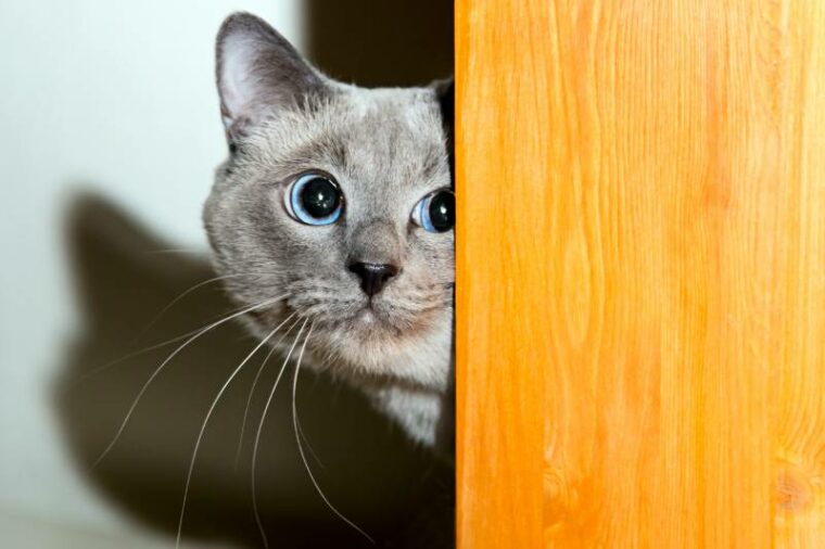 How to Lure a Cat Out of Hiding: 6 Vet Approved Steps | Hepper Pet ...