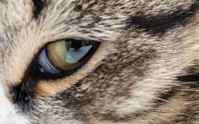 Why Is My Cat’s Third Eyelid Showing? 10 Vet-Reviewed Reasons | Hepper ...