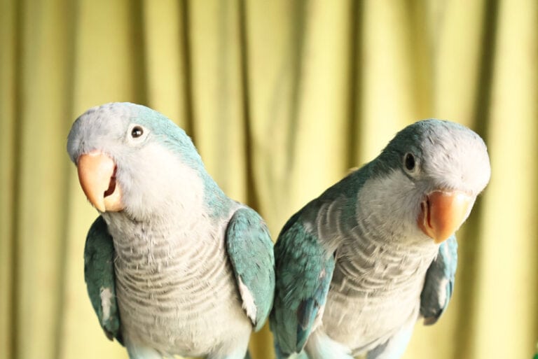 21 Types of Parrots: Info, Pictures & History | Hepper Pet Resources