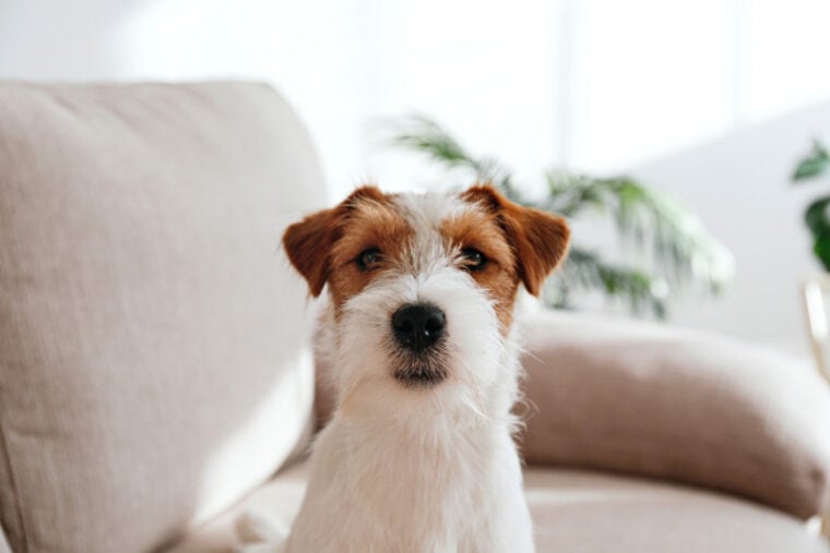 6 Jack Russell Terrier Colors (With Pictures) | Hepper Pet Resources