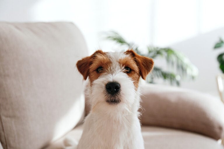 9 Vet-Reviewed Jack Russell Terrier Facts | Hepper Pet Resources