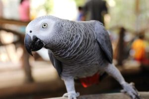 How Much Does an African Grey Parrot Cost? 2025 Price Guide | Hepper Pet Resources