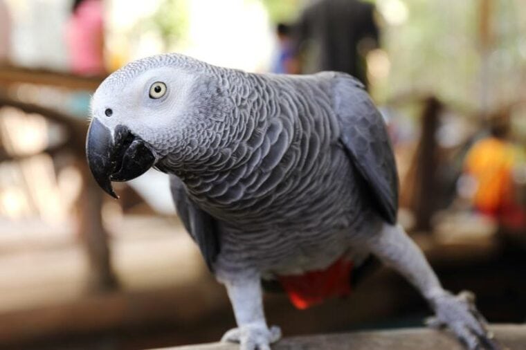 How Much Does an African Grey Parrot Cost? 2026 Price Guide | Hepper ...