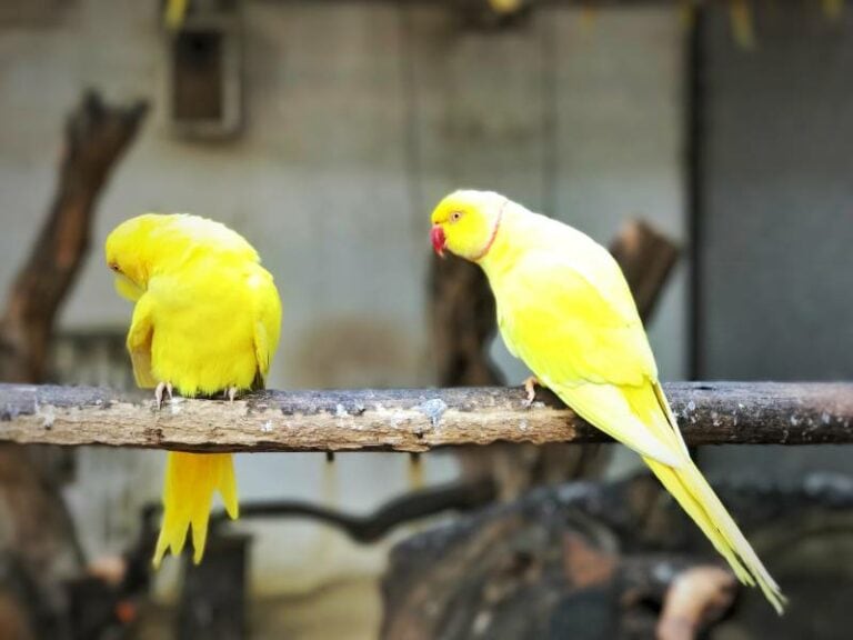 How Many Eggs Do Parakeets Lay? Facts & FAQ (Vet Answer) | Hepper Pet ...