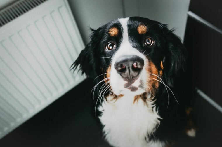 Why Do Dogs Do “Puppy Eyes?” 5 Possible Reasons | Hepper Pet Resources