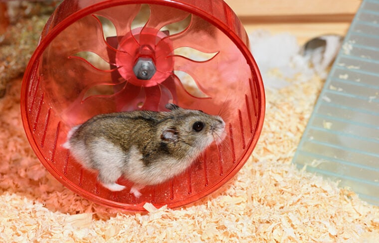 How Fast Can Hamsters Run? Vet Reviewed Rodent Speed Guide | Hepper Pet ...