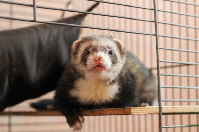 10 Best Ferret Cages - 2026 Reviews & Top Picks | Hepper Pet Resources