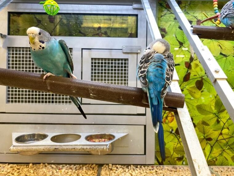 How to Take Care of a Parakeet: 11 Vet Approved Tips | Hepper Pet Resources
