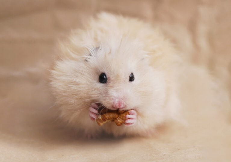10 Vet-Approved Homemade Hamster Food Recipes (Easy & Tasty) | Hepper ...