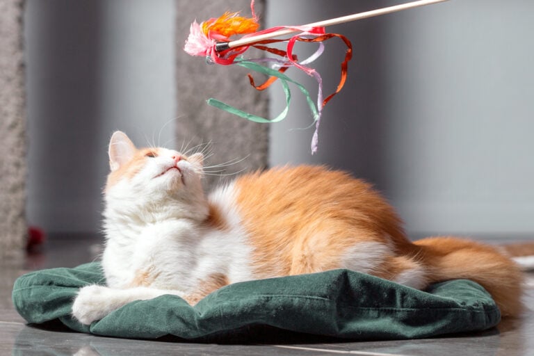 9 Best Cat Wand Toys - 2026 Reviews & Top Picks | Hepper Pet Resources