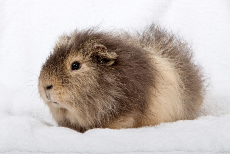 Teddy Guinea Pig: Pictures, Lifespan, Behavior, & Care Guide | Hepper ...