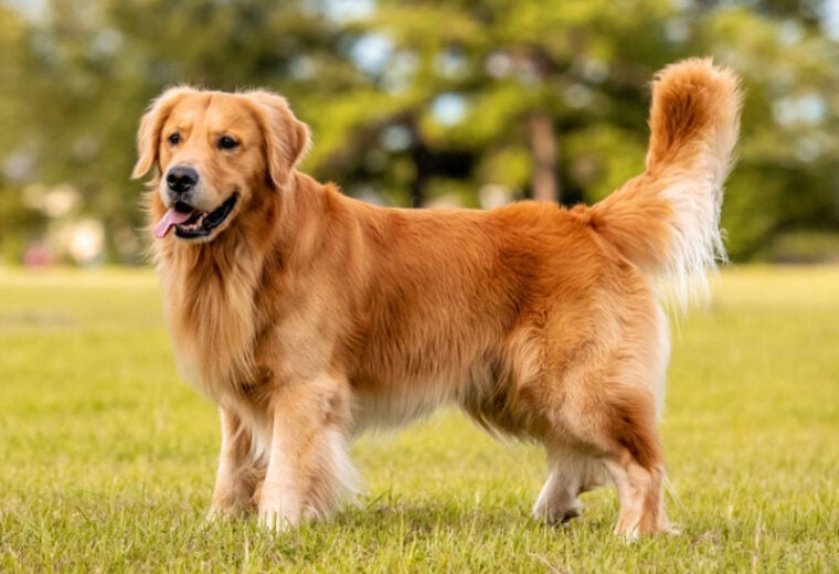 15 Dog Breeds With the Best Personality: Info, Facts & History | Hepper ...