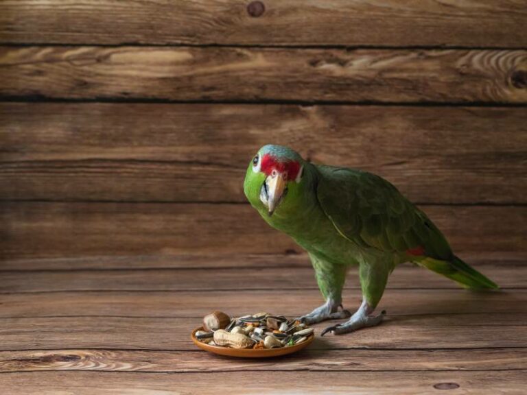 Are Parrots Herbivores, Omnivores or Carnivores? Vet-Approved Facts ...