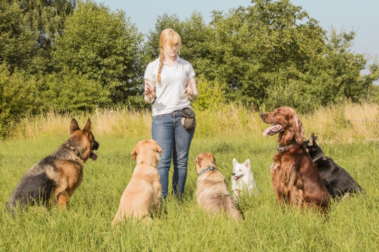 How to Stop Dominant Dog Behavior: 10 Vet-Approved Steps | Hepper Pet ...