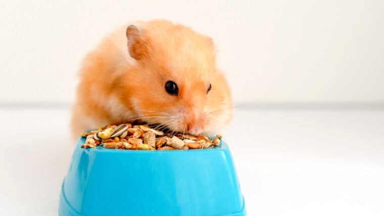 Do Hamsters Explode? Vet-Reviewed Myth vs. Truth | Hepper Pet Resources