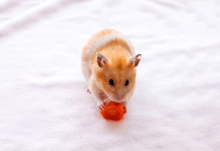 10 Vet-Approved Homemade Hamster Food Recipes (Easy & Tasty) | Hepper ...
