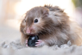 Can Hamsters Eat Grapes? Vet-Approved Facts & FAQ | Hepper Pet Resources
