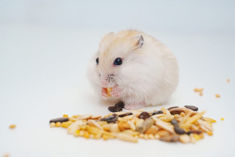 10 Vet-Approved Homemade Hamster Food Recipes (Easy & Tasty) | Hepper ...
