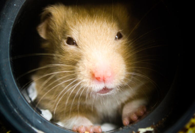 Hamster Eyesight 101: Vet-Verified Vision Facts | Hepper Pet Resources